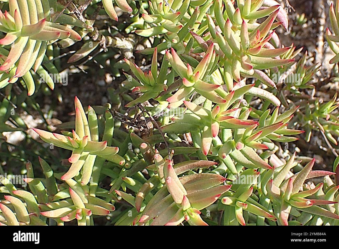 (Crassula tetragona tetragona Stock Photo - Alamy