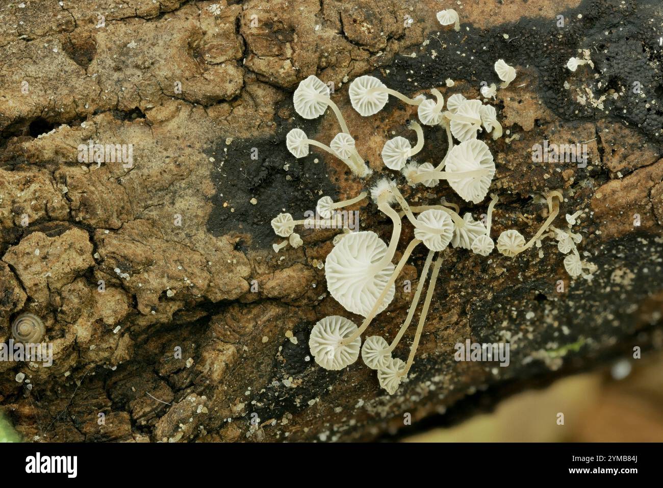 Phloeomana hi-res stock photography and images - Alamy