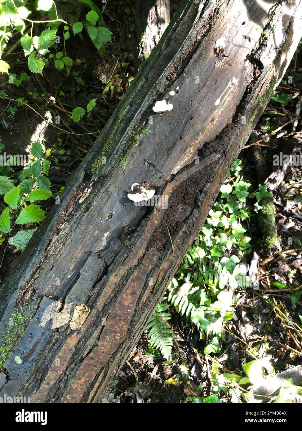 Lumpy Bracket (Trametes gibbosa Stock Photo - Alamy