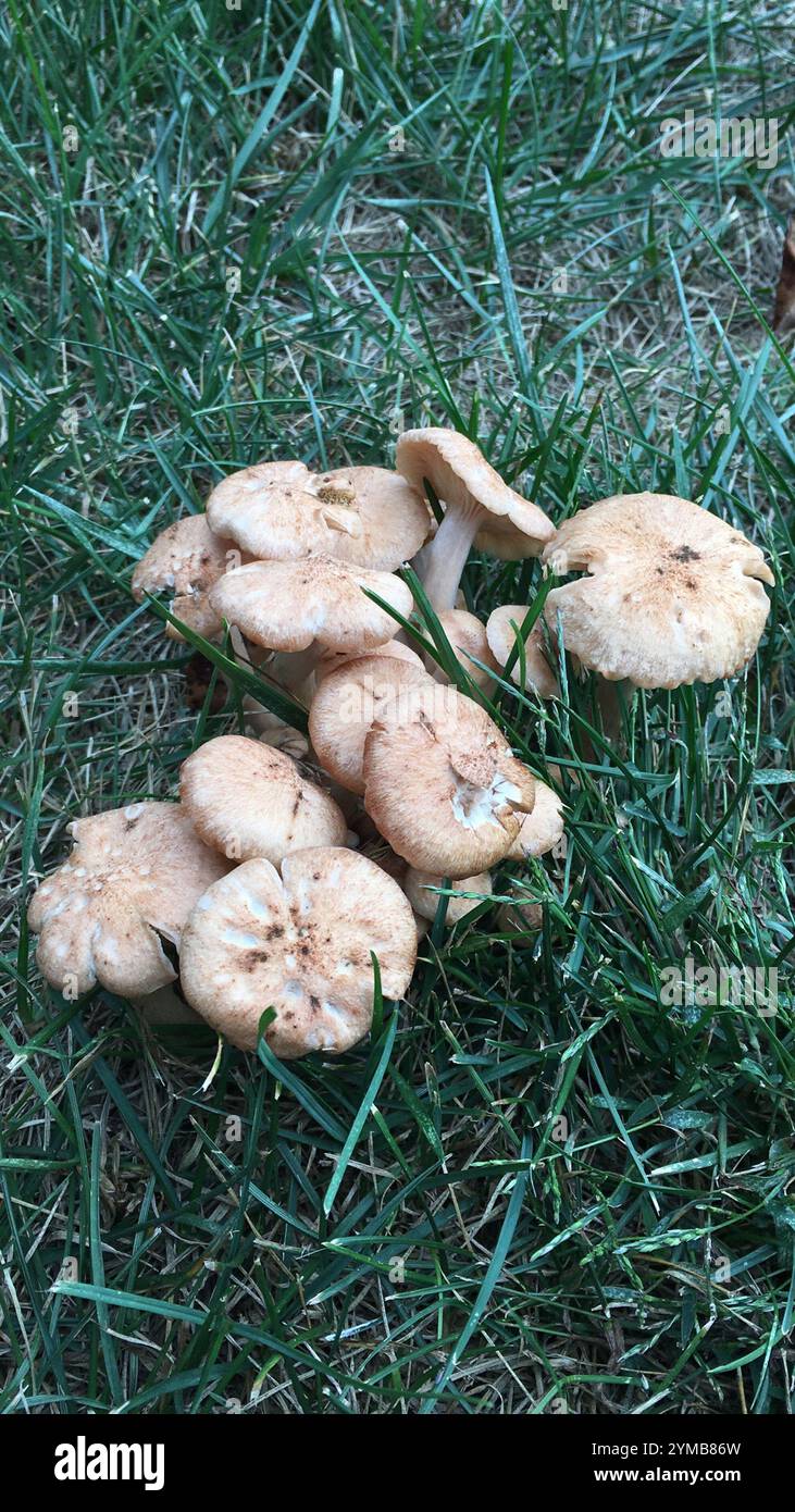 honey mushrooms (Armillaria Stock Photo - Alamy