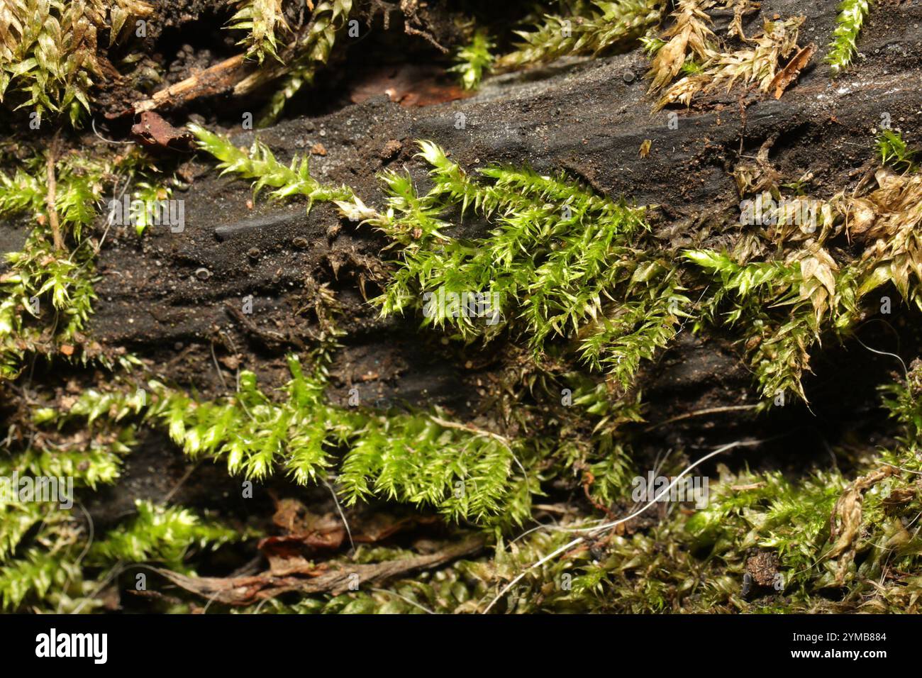 Rough-stalked Feather-moss (Brachythecium rutabulum Stock Photo - Alamy