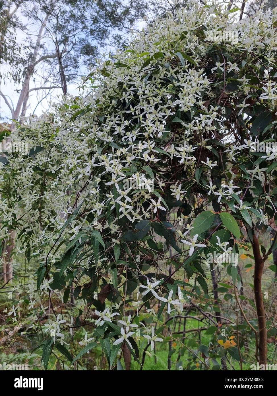 Australian Clematis (Clematis aristata Stock Photo - Alamy