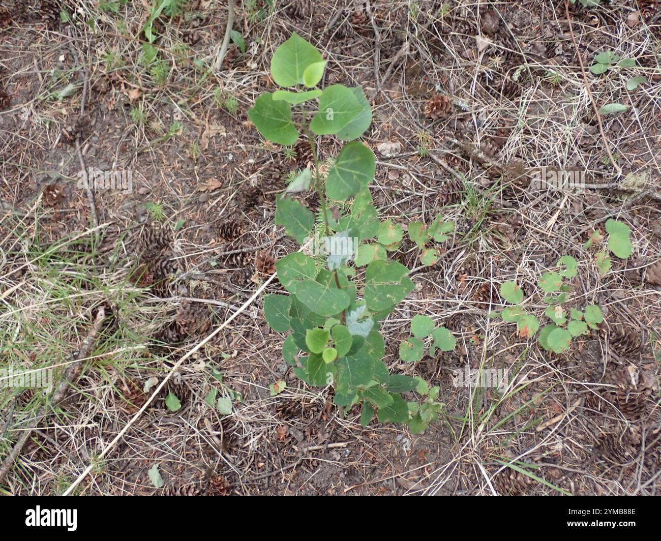 trembling aspen (Populus tremuloides Stock Photo - Alamy