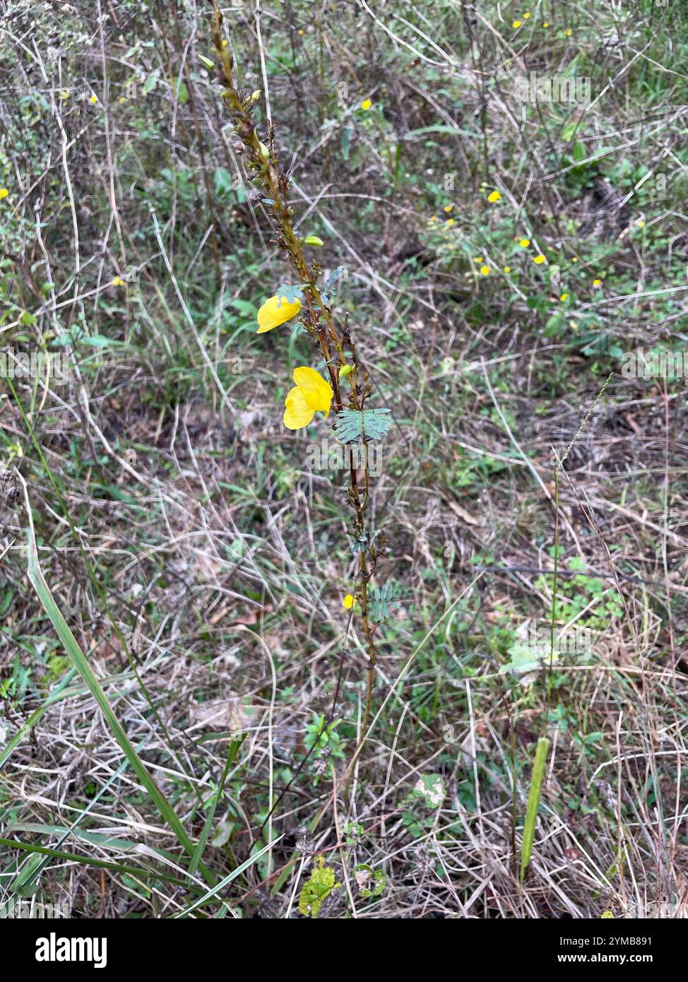 partridge pea (Chamaecrista fasciculata Stock Photo - Alamy