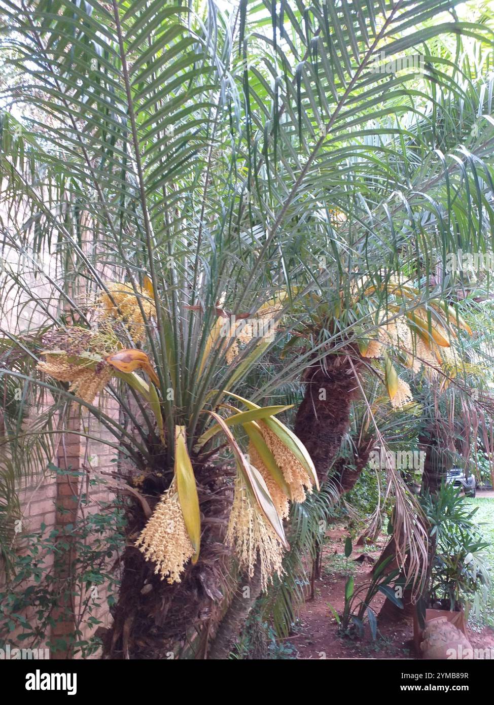 Pygmy Date Palm (Phoenix roebelenii Stock Photo - Alamy