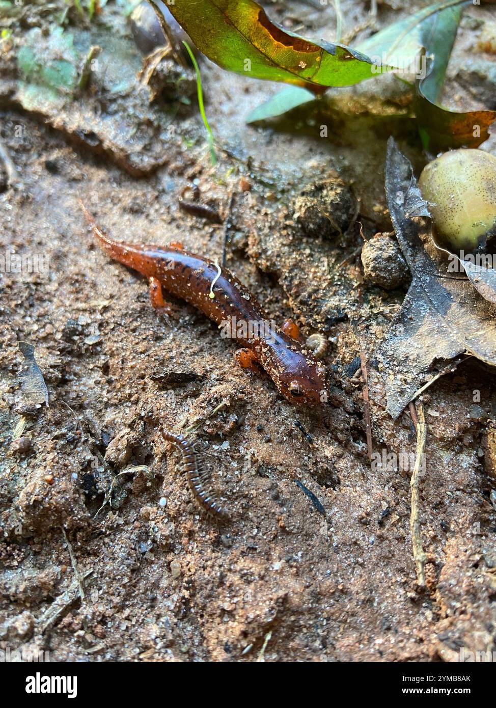 Red Salamander (Pseudotriton ruber Stock Photo - Alamy
