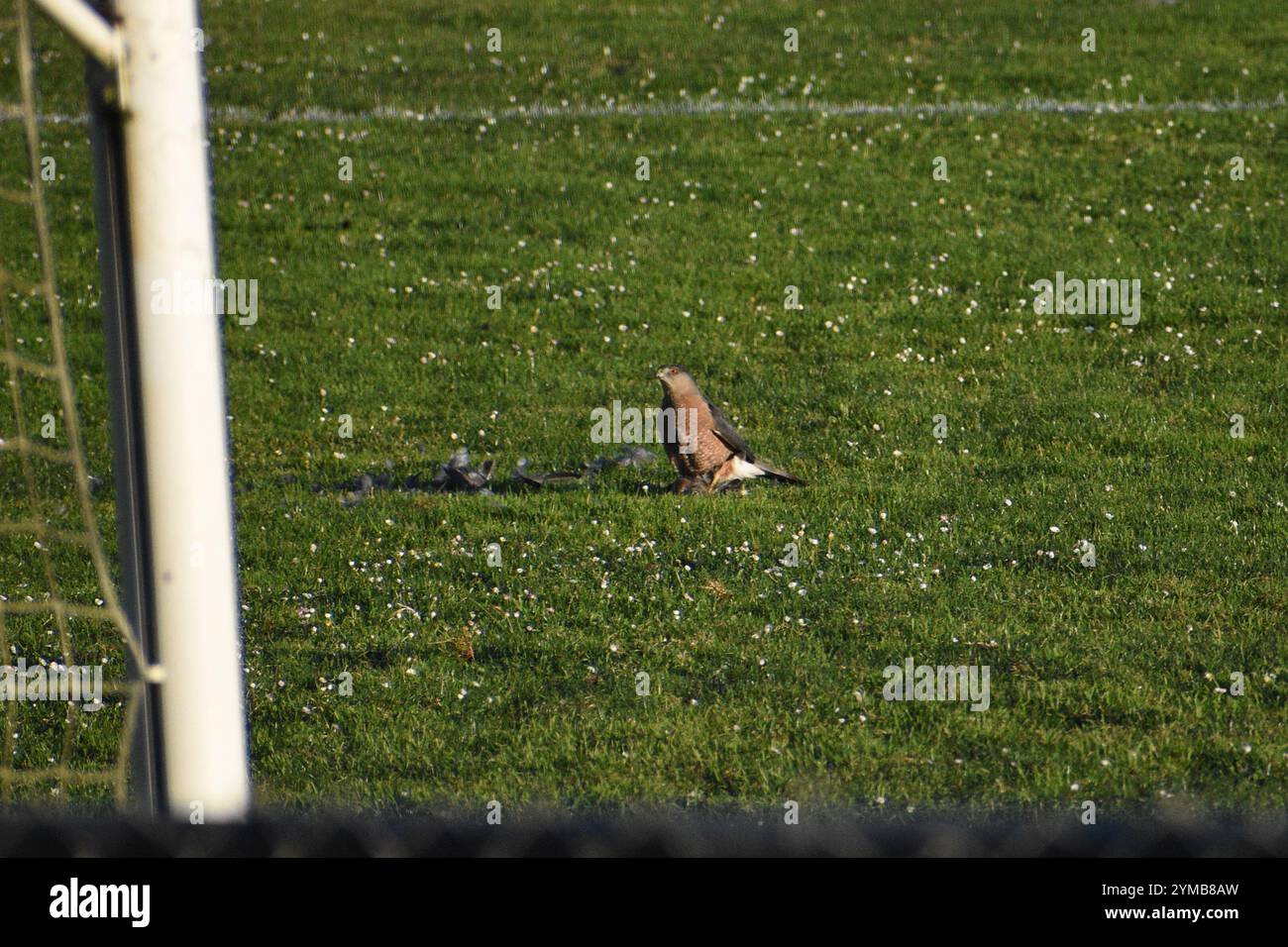 Cooper's Hawk (Astur cooperii Stock Photo - Alamy