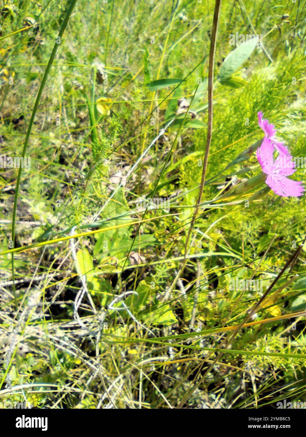 Chinese-pink (Dianthus chinensis Stock Photo - Alamy