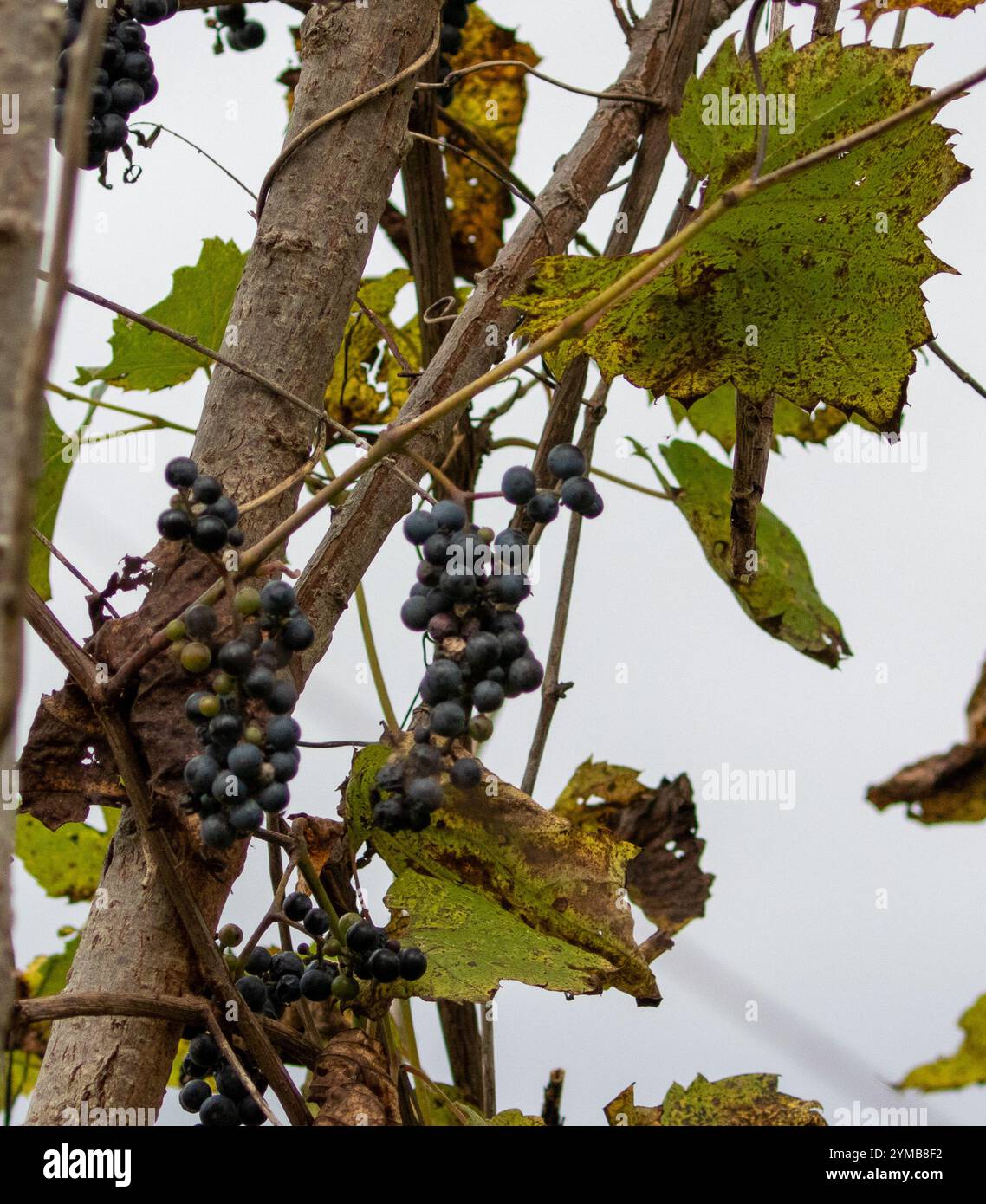 riverbank grape (Vitis riparia Stock Photo - Alamy