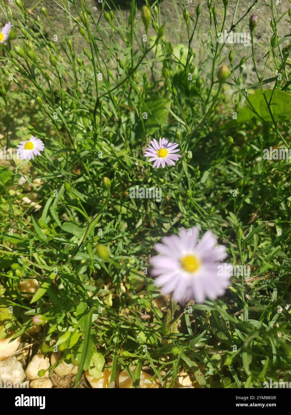 southern annual saltmarsh aster (Symphyotrichum divaricatum Stock Photo ...