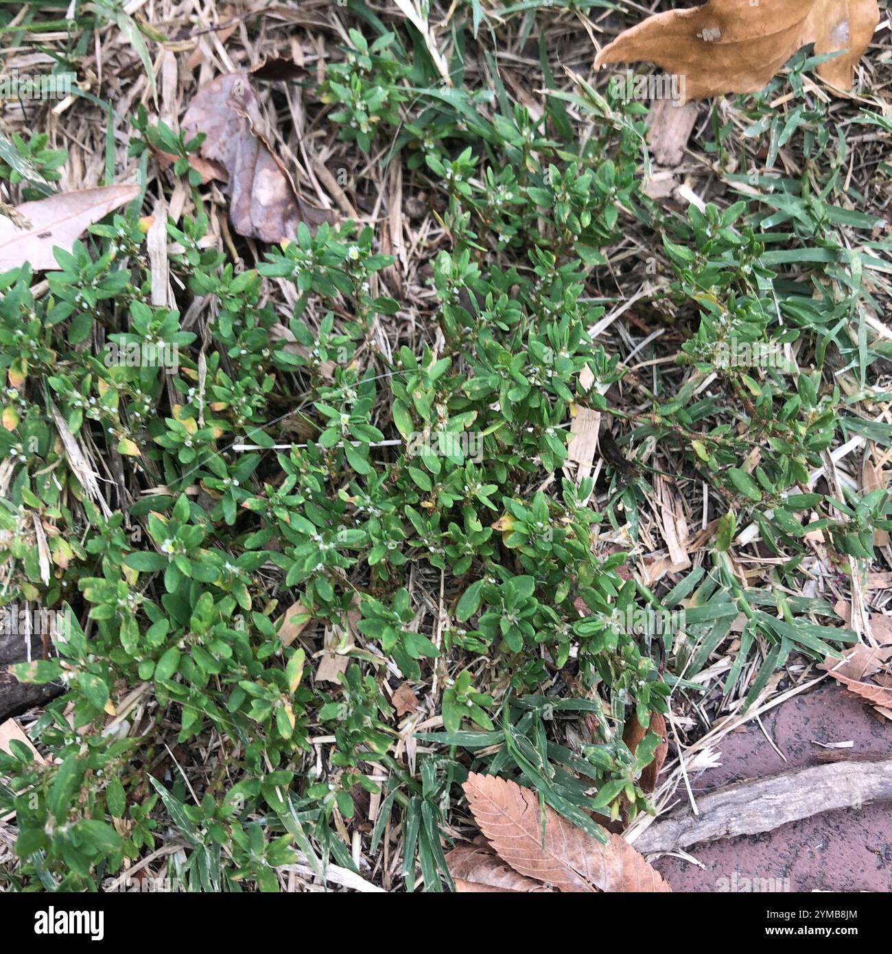 Oval Leaf Knotweed (Polygonum arenastrum Stock Photo - Alamy