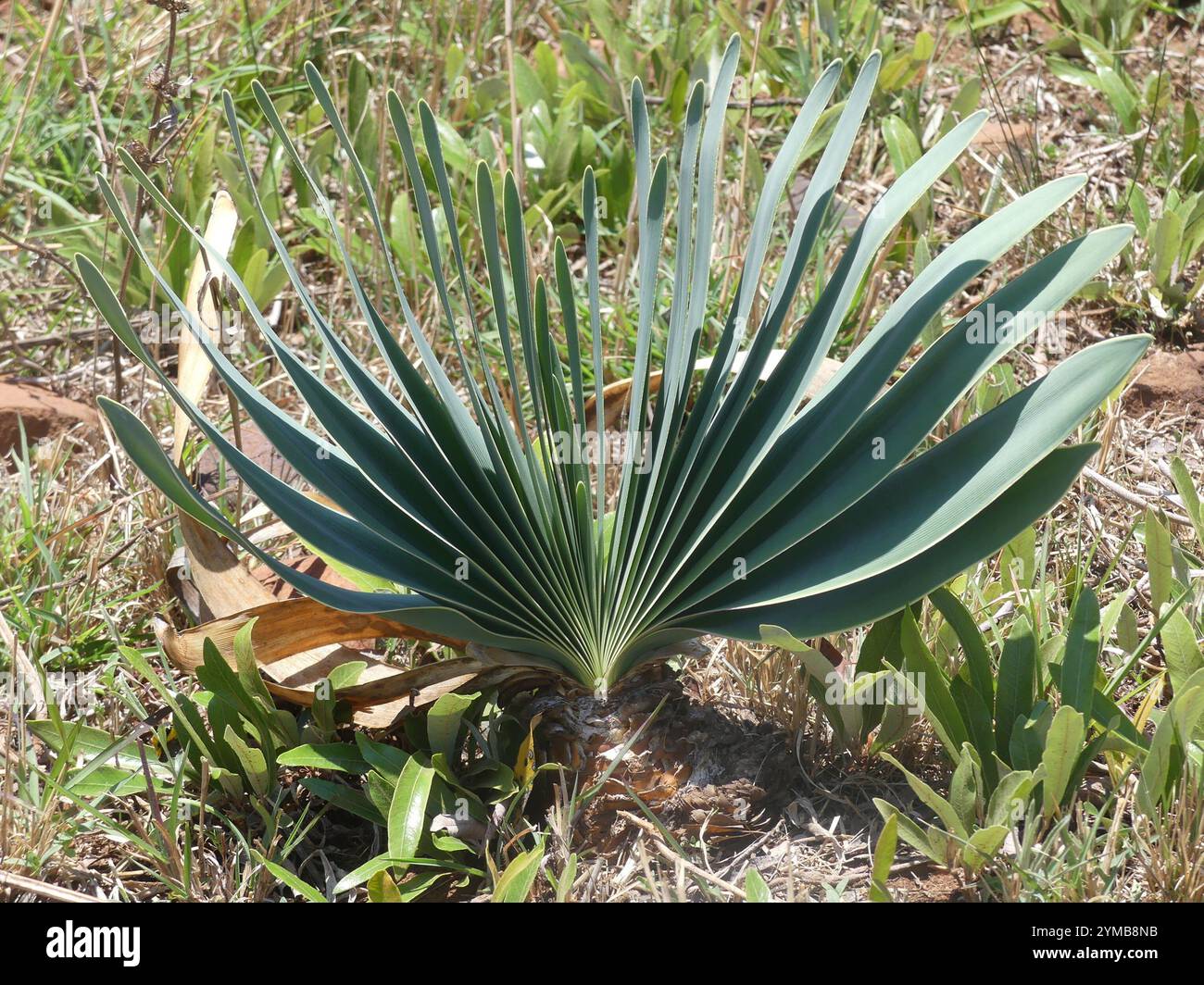 Poison-bulb (Boophone disticha Stock Photo - Alamy