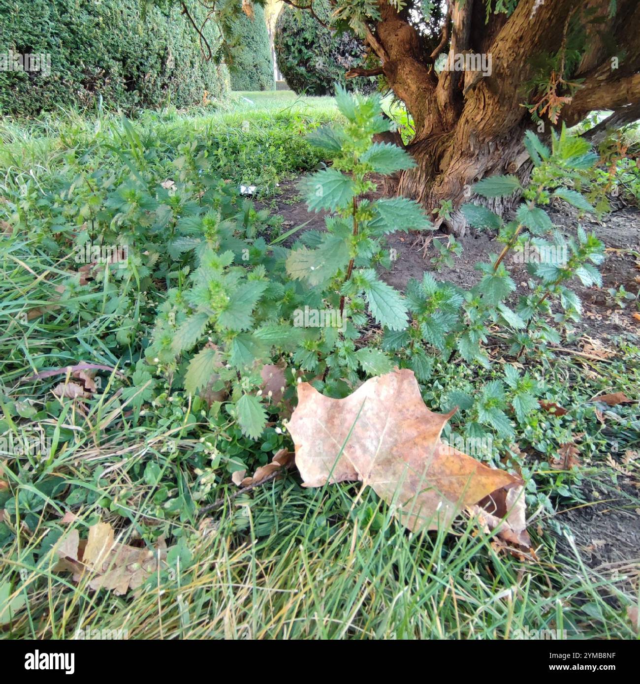 Dwarf Nettle (Urtica urens Stock Photo - Alamy