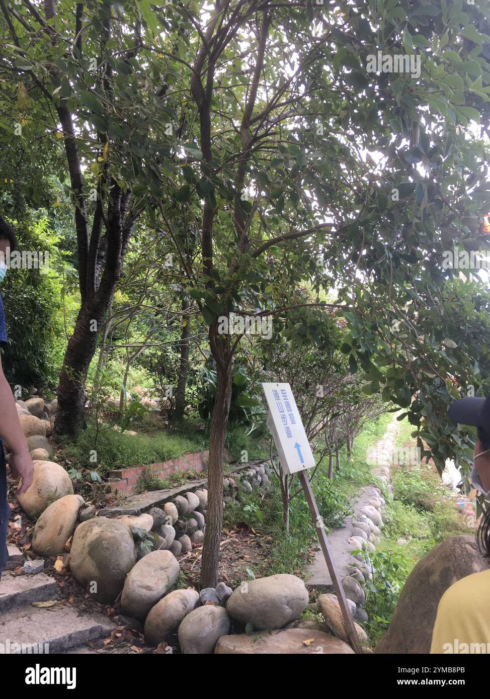 Pop-gun Seed (Bridelia tomentosa Stock Photo - Alamy