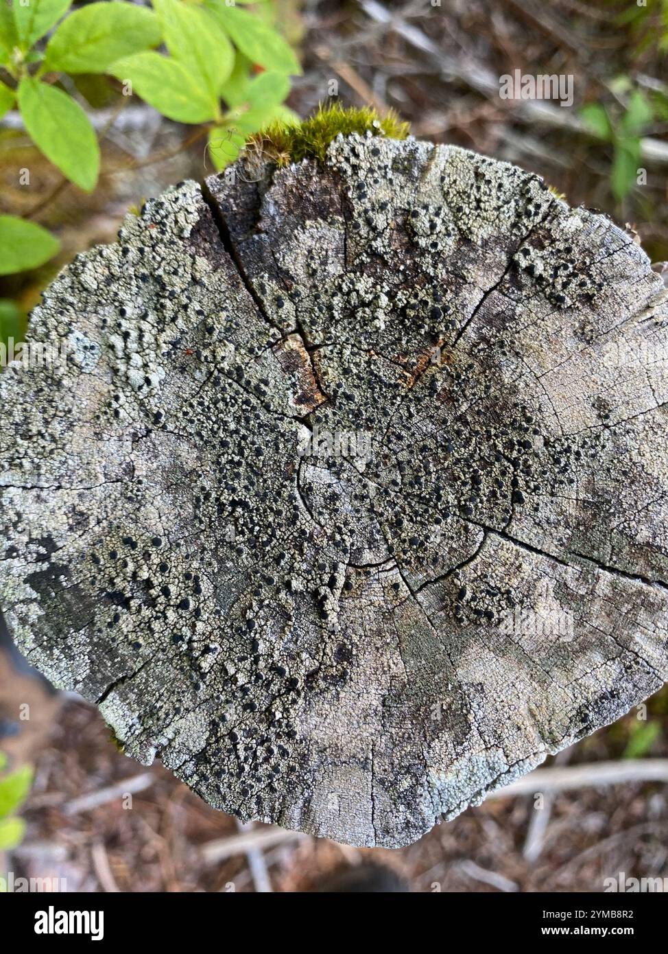 Common Button Lichen (Buellia erubescens Stock Photo - Alamy