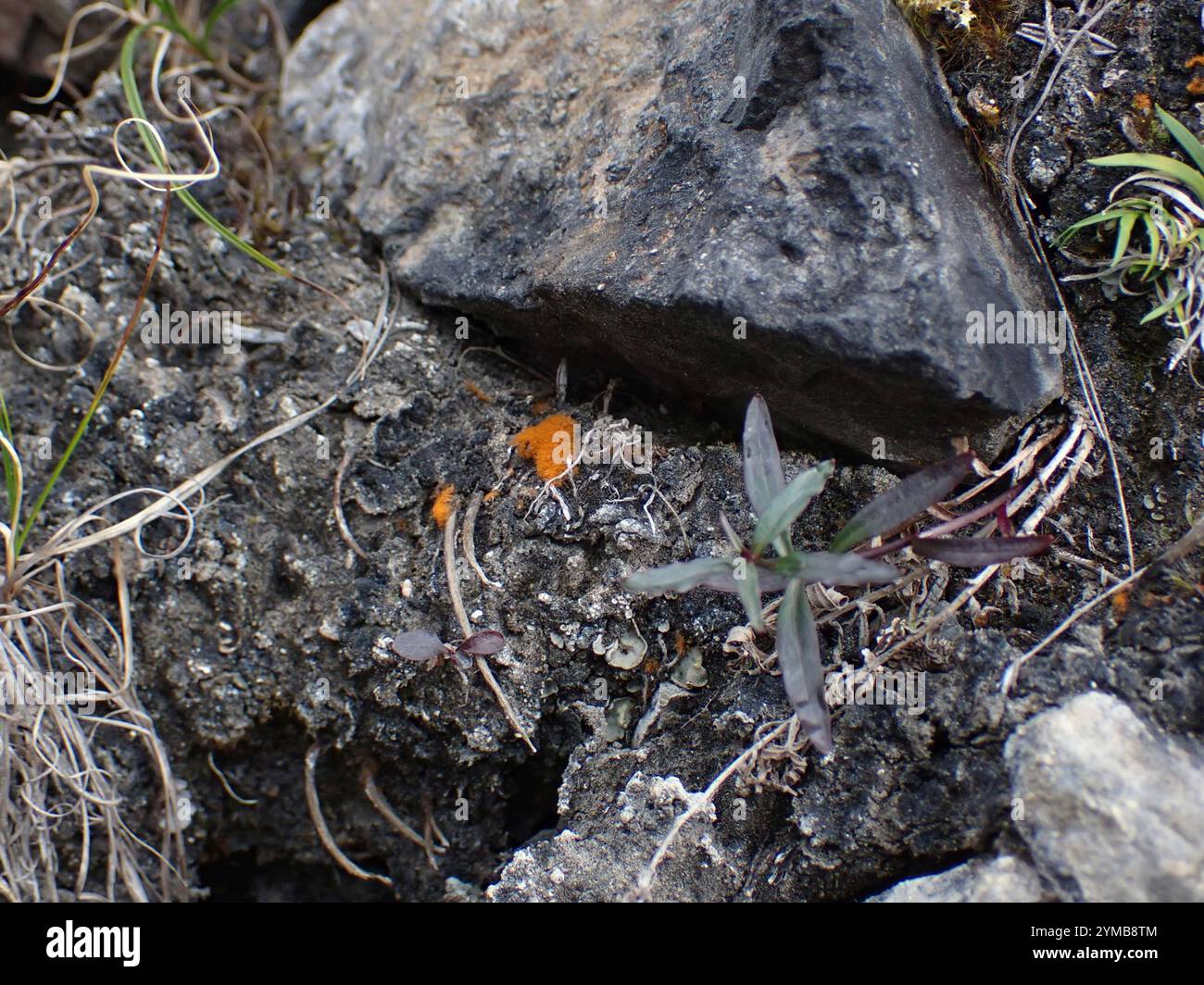 orange terrestrial algae (Trentepohliaceae Stock Photo - Alamy