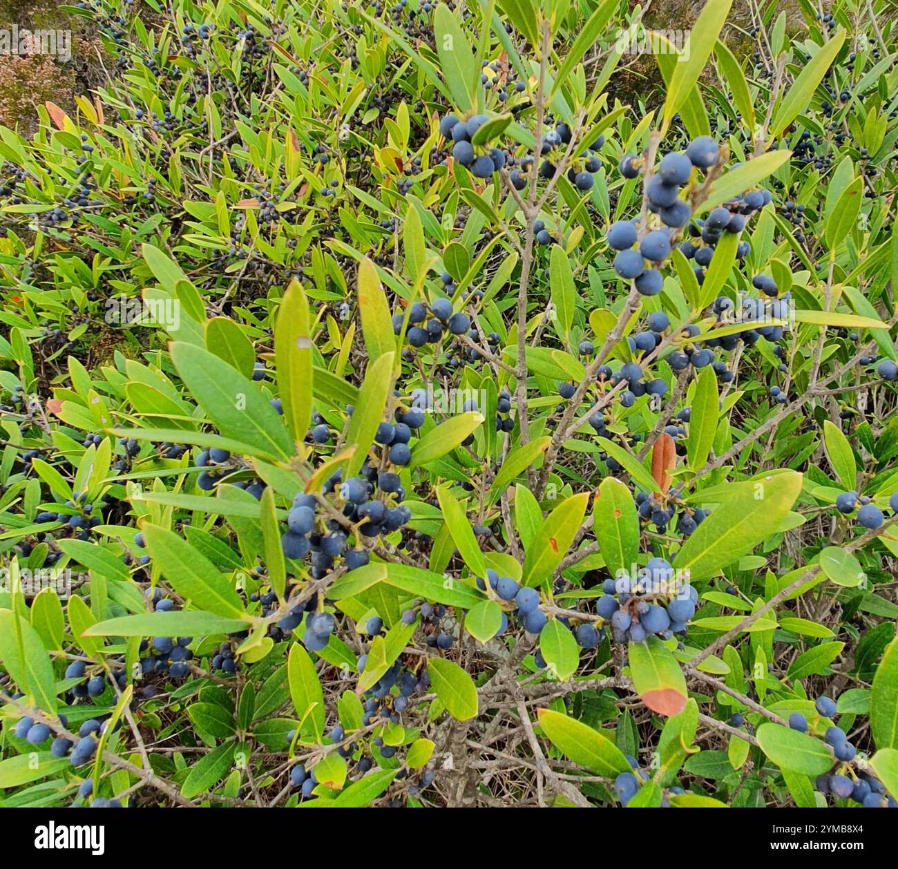Narrow-leaved mock privet (Phillyrea angustifolia Stock Photo - Alamy