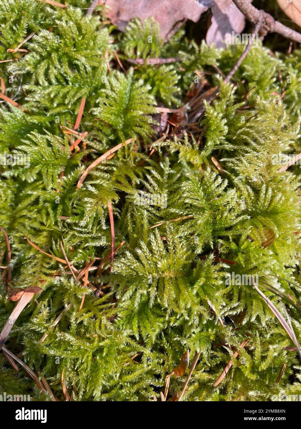 Oregon Beaked Moss (Kindbergia oregana Stock Photo - Alamy