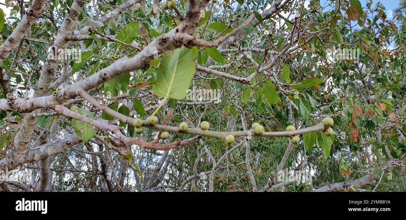 White fig (Ficus virens Stock Photo - Alamy