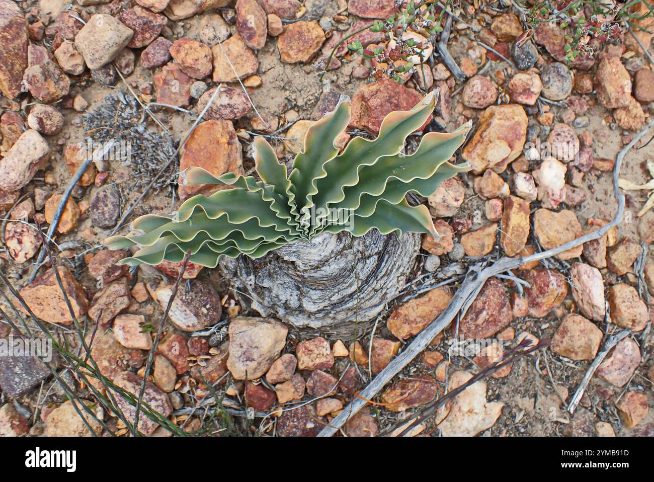 Poison-bulb (Boophone disticha Stock Photo - Alamy