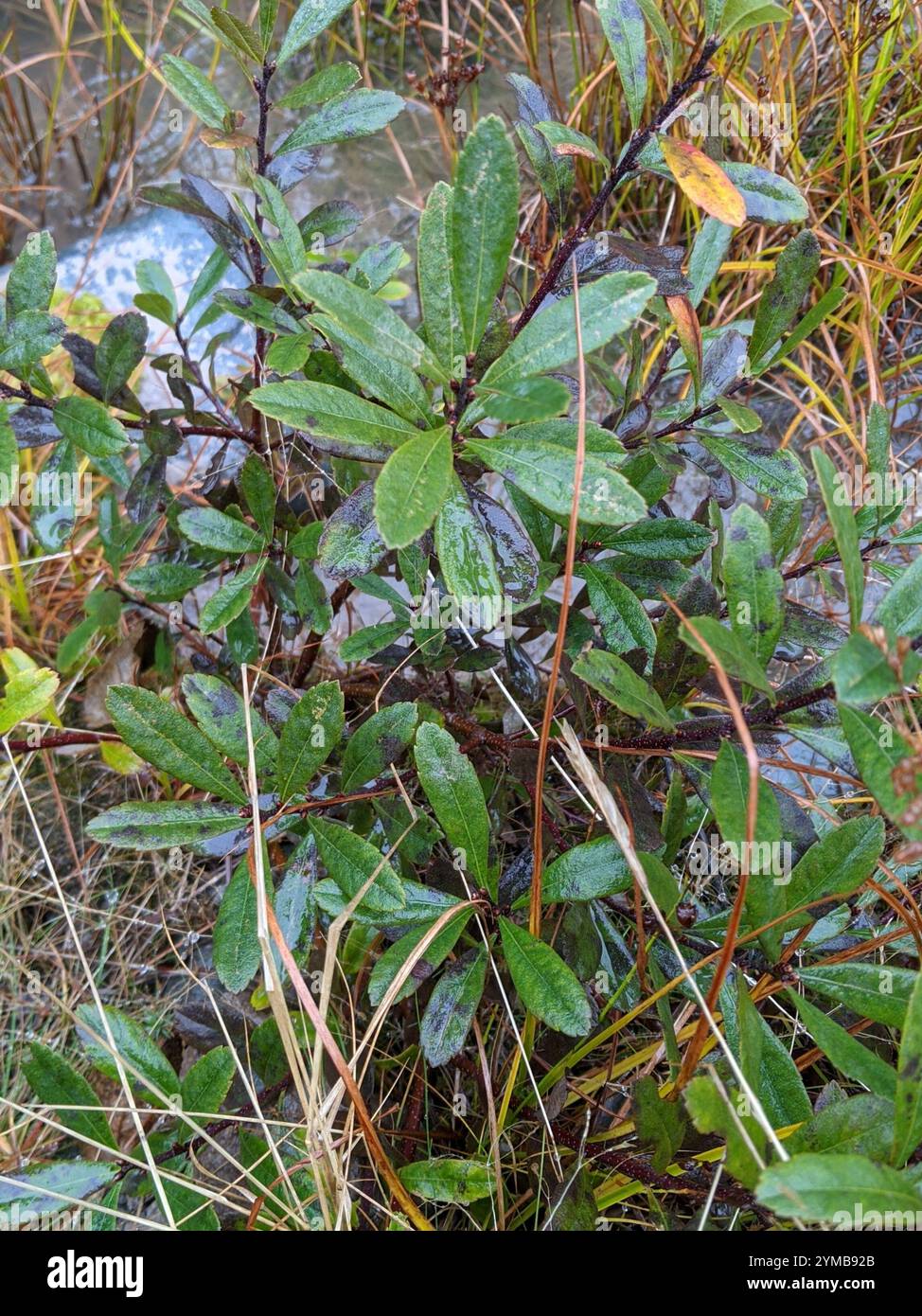 bog myrtle (Myrica gale Stock Photo - Alamy