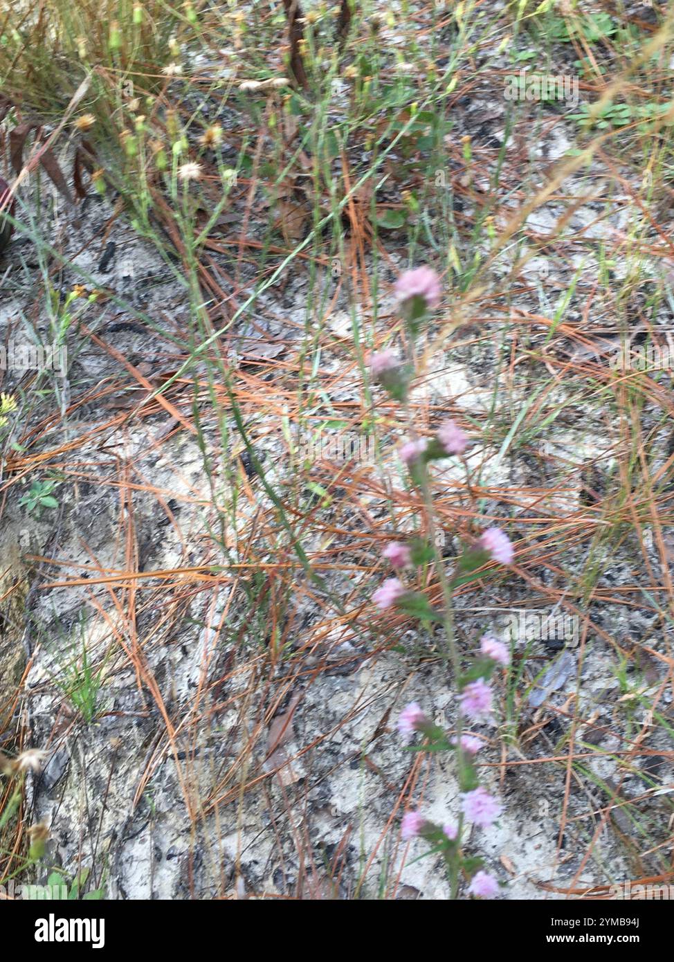 Appalachian blazing star hi-res stock photography and images - Alamy