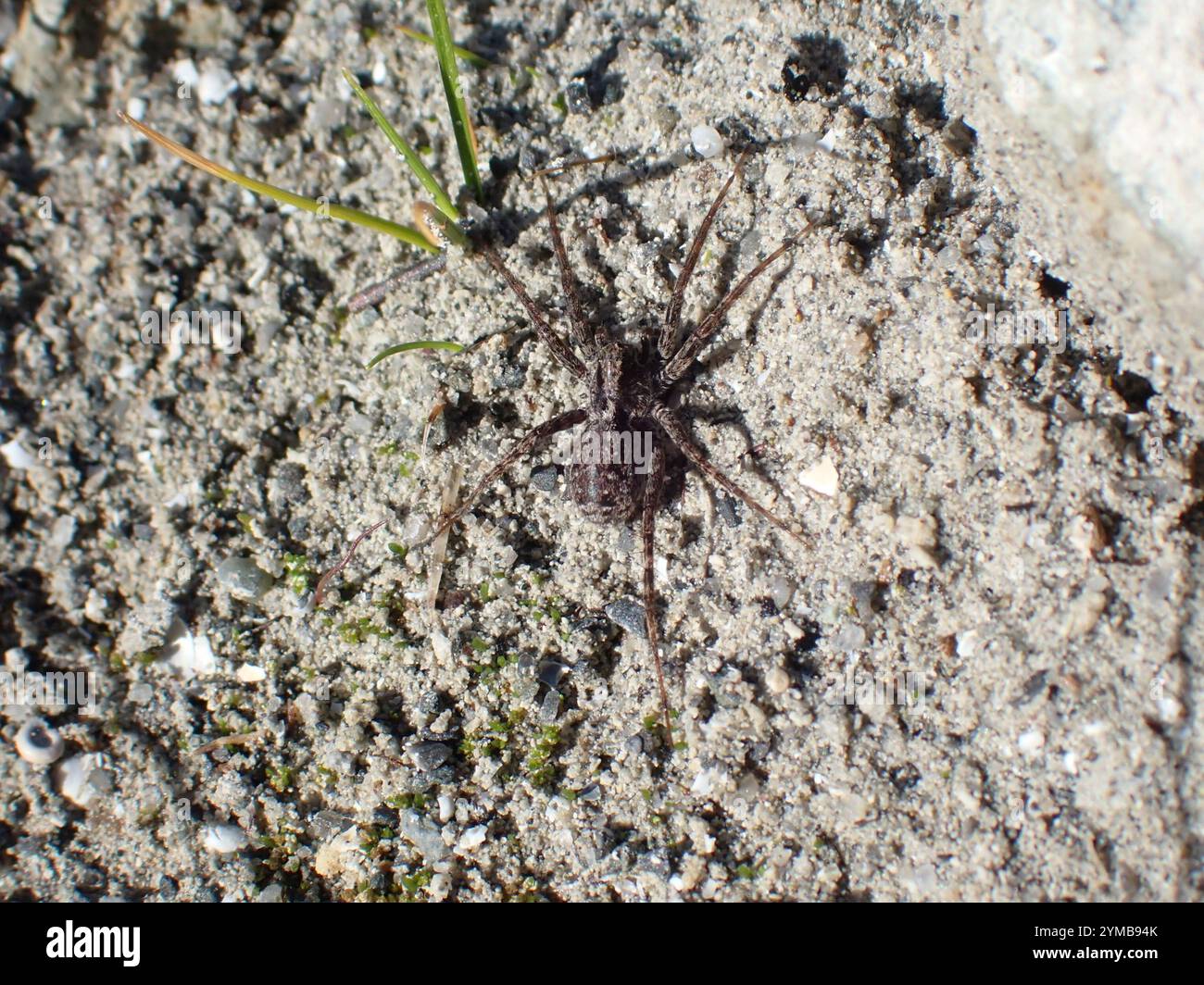 Thin-legged Wolf Spiders (Pardosa Stock Photo - Alamy