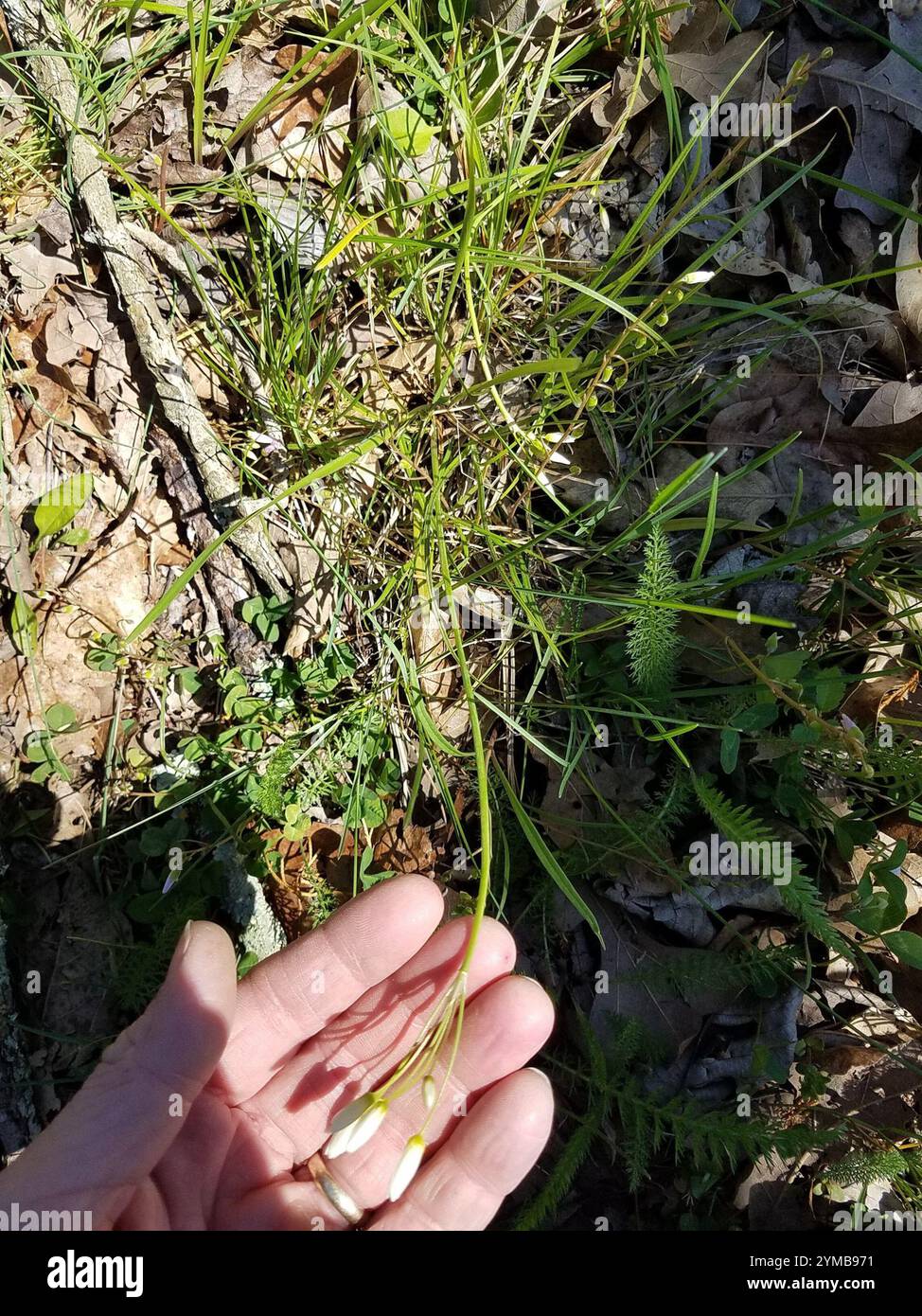 crowpoison (Nothoscordum bivalve Stock Photo - Alamy