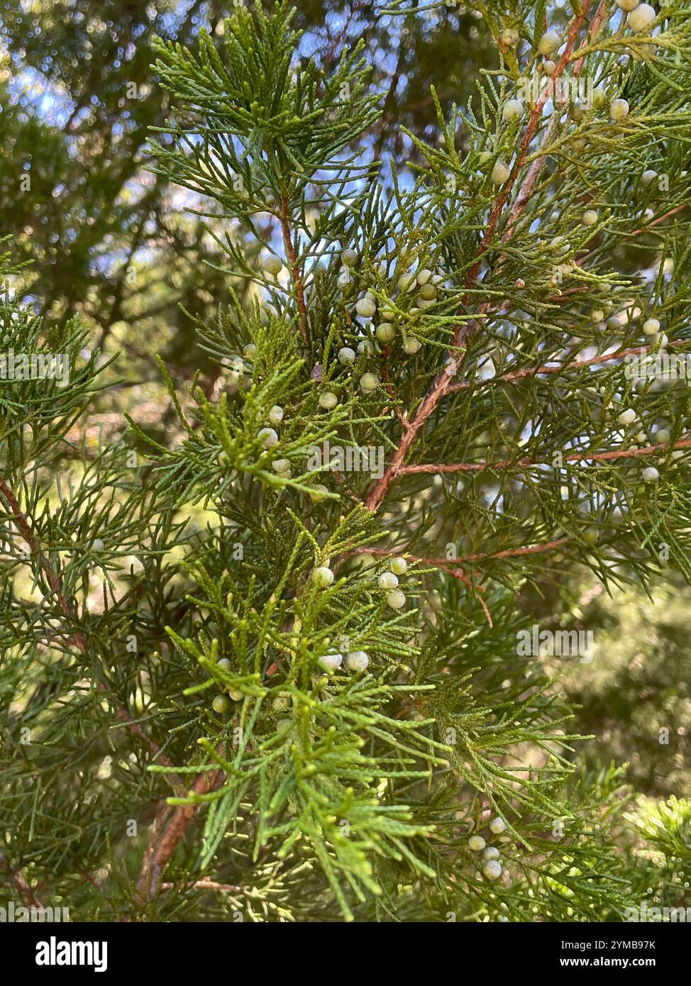 eastern redcedar (Juniperus virginiana Stock Photo - Alamy