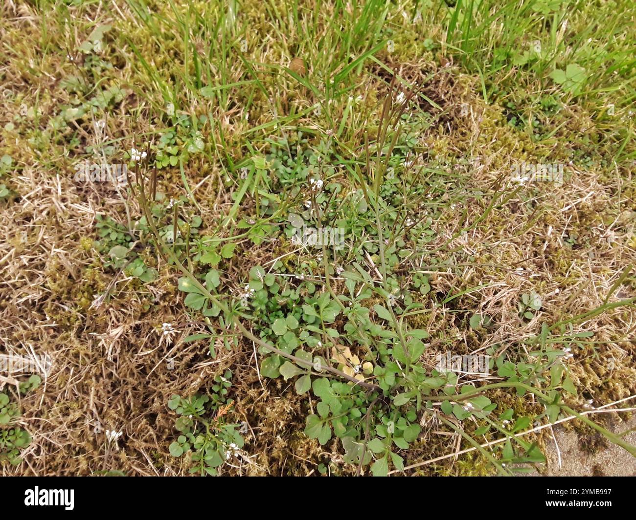 hairy bittercress (Cardamine hirsuta Stock Photo - Alamy