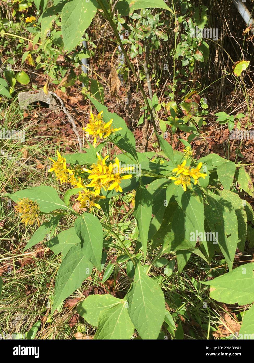 Yellow Crownbeard (Verbesina occidentalis Stock Photo - Alamy