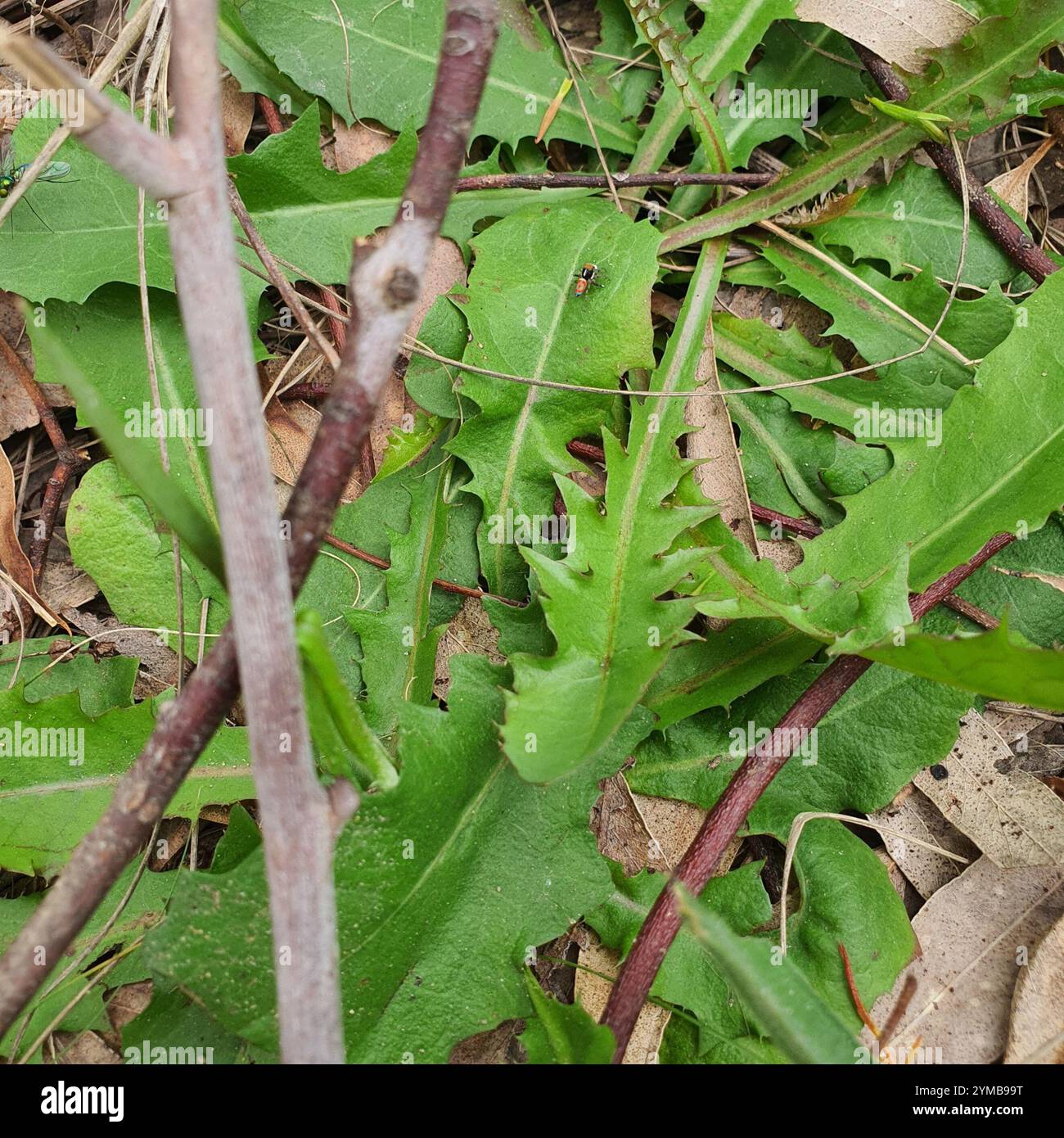 Common Peacock Spider (Maratus pavonis Stock Photo - Alamy