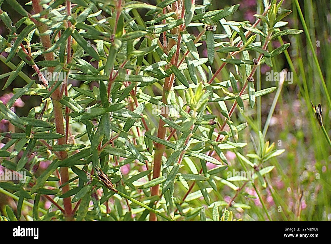 Common Marsh Sillyberry (Grubbia rosmarinifolia rosmarinifolia Stock ...