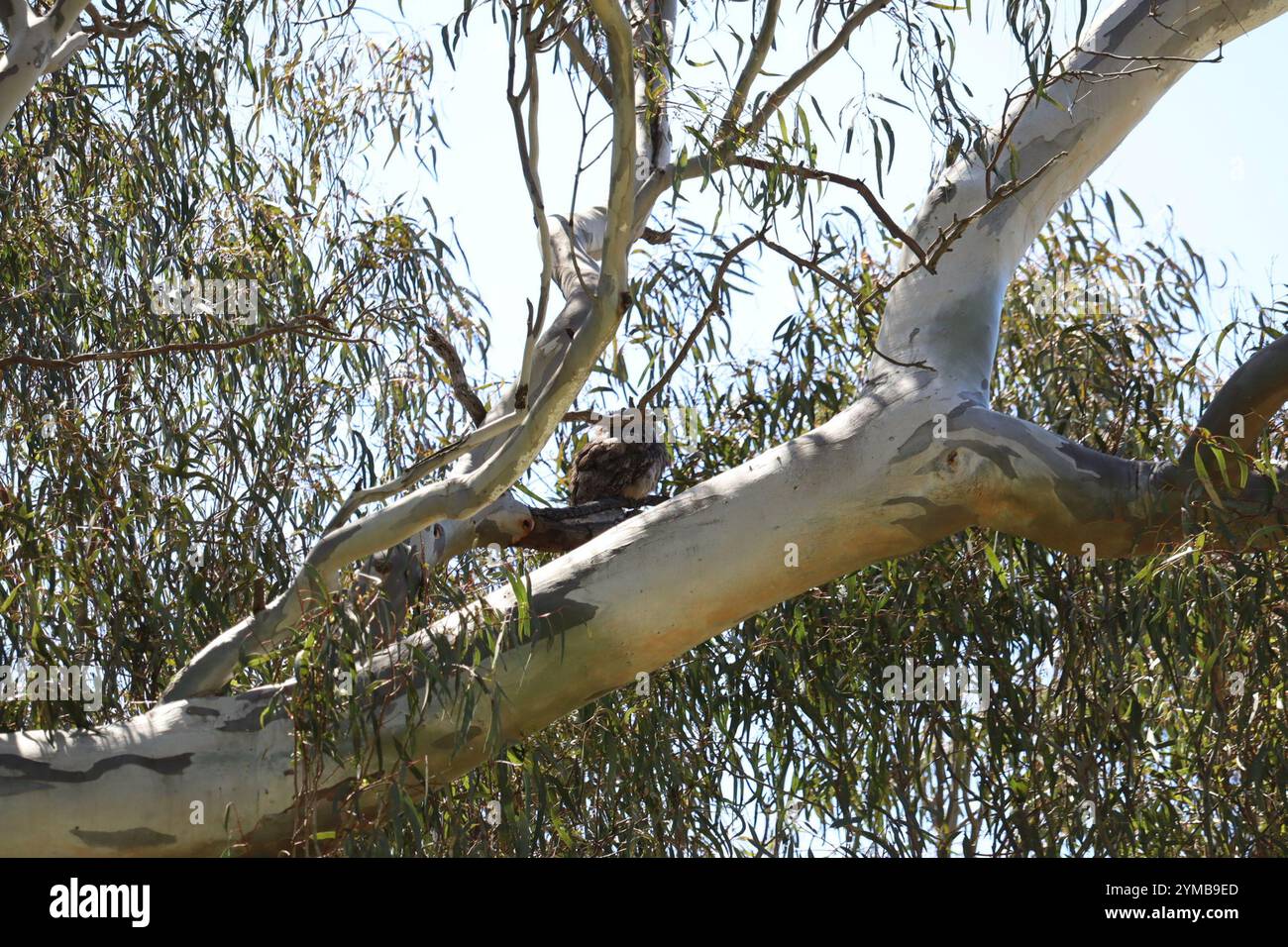 Tawny Frogmouth (Podargus strigoides Stock Photo - Alamy