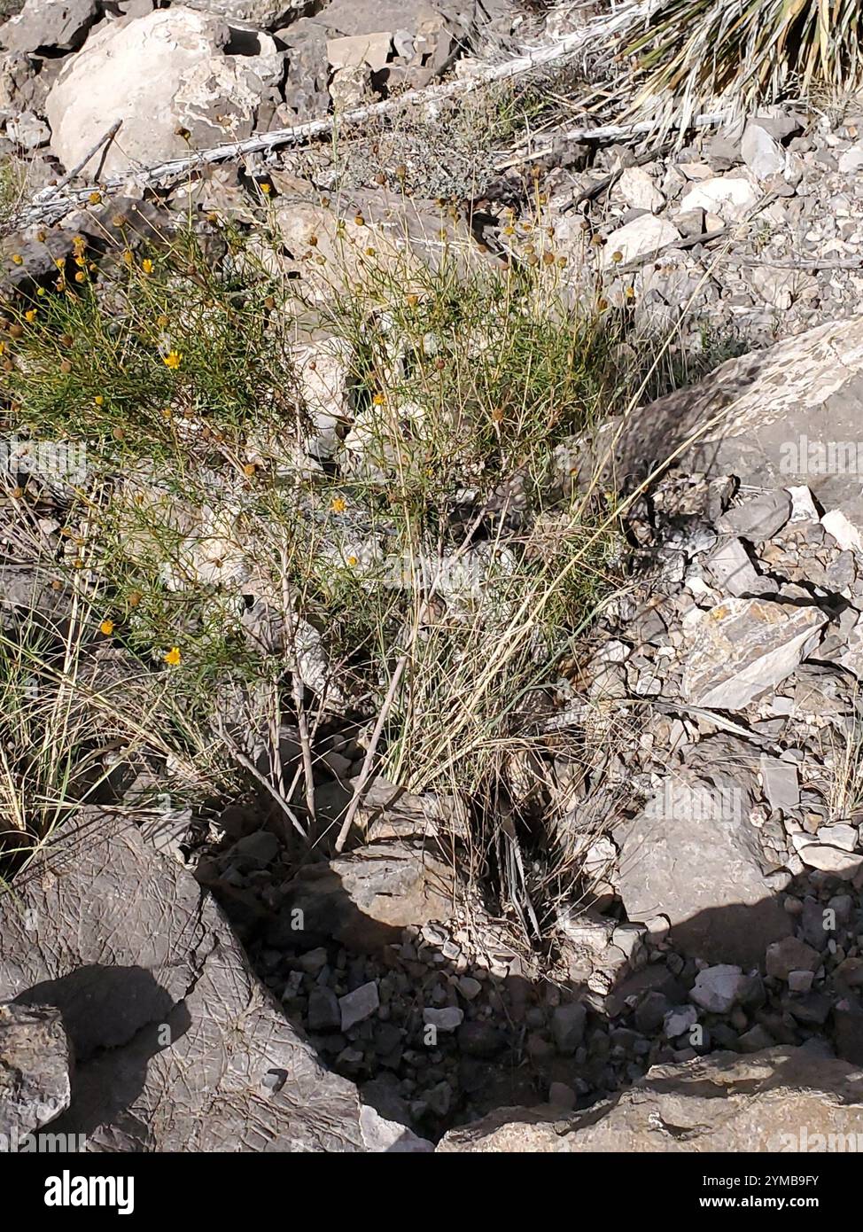 Skeletonleaf Goldeneye (Sidneya tenuifolia Stock Photo - Alamy