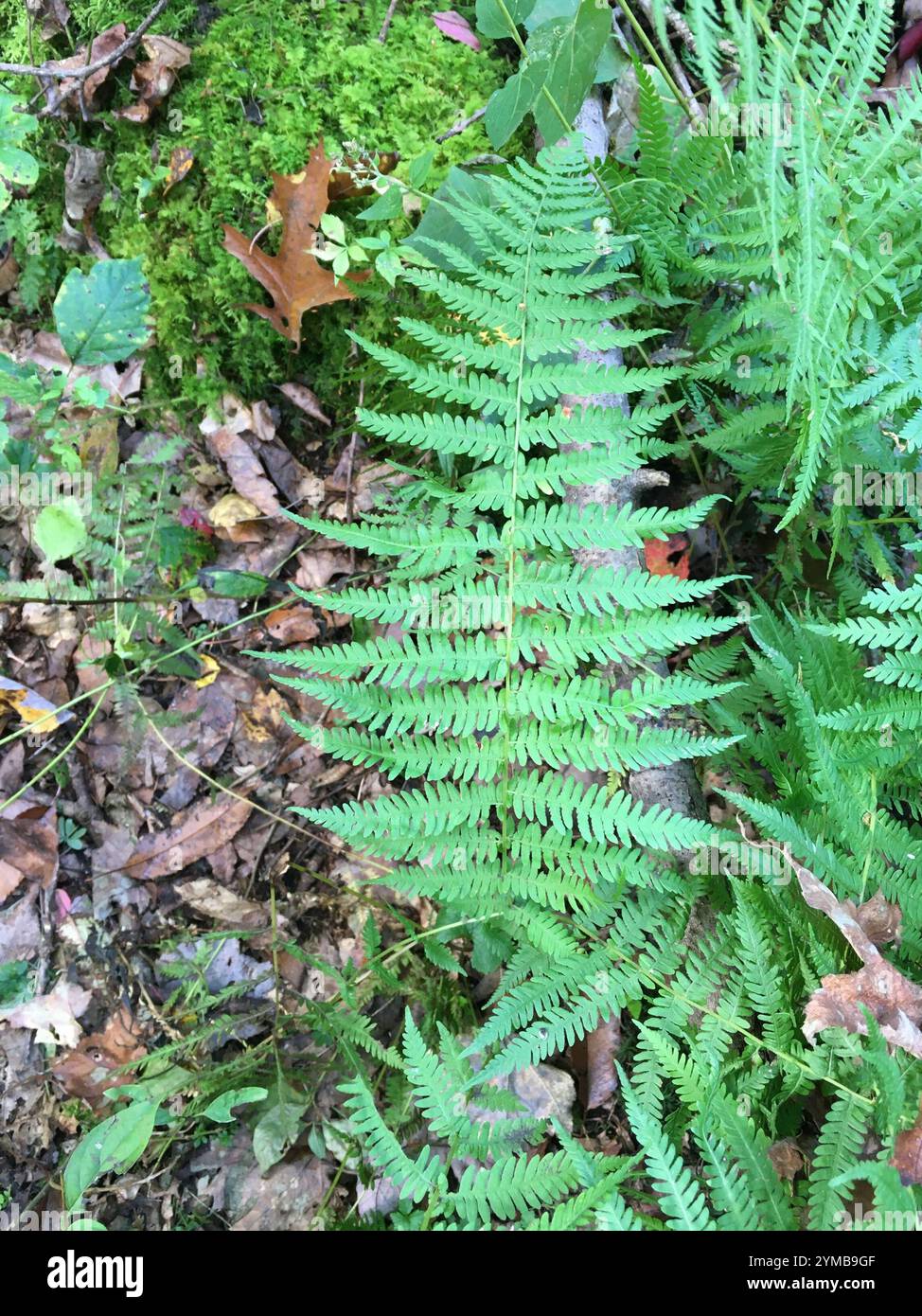 New York fern (Amauropelta noveboracensis Stock Photo - Alamy