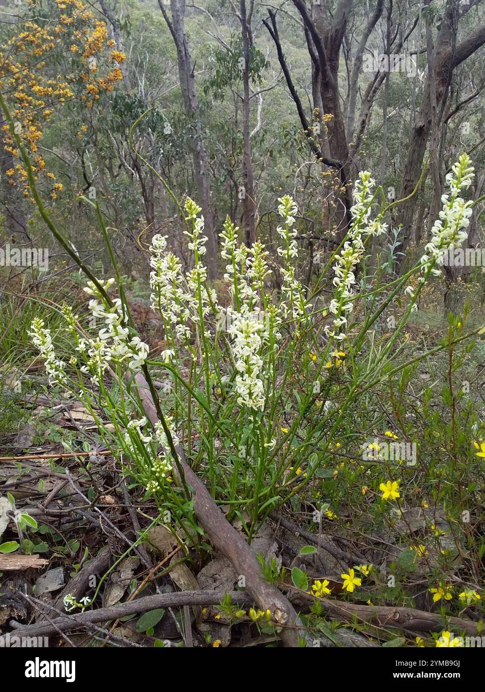 Creamy Candles (Stackhousia monogyna Stock Photo - Alamy