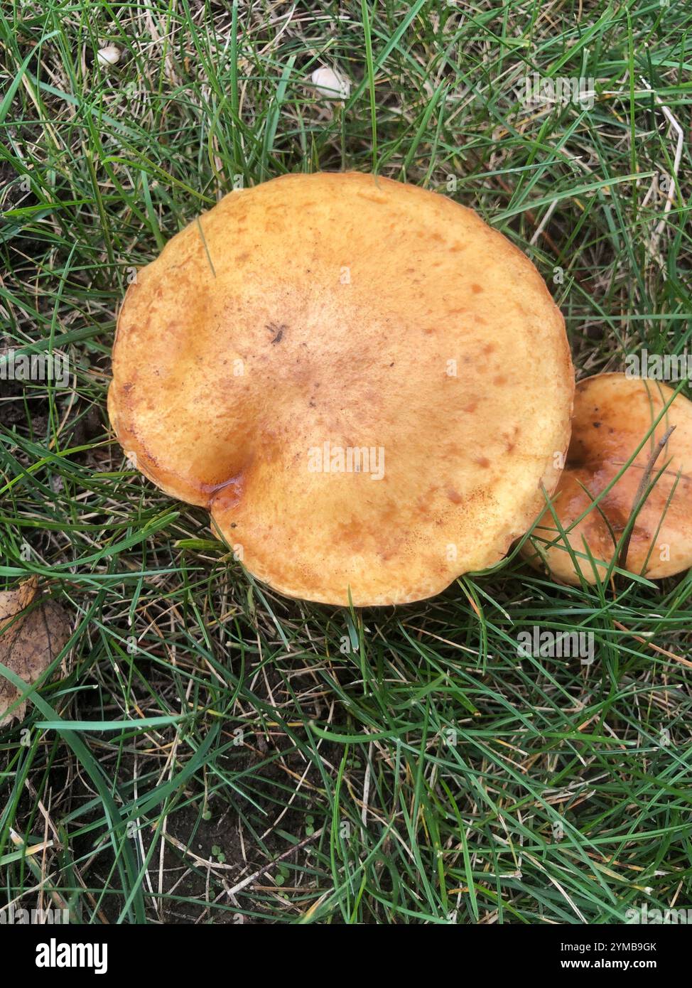 Slippery Jacks (Suillus Stock Photo - Alamy