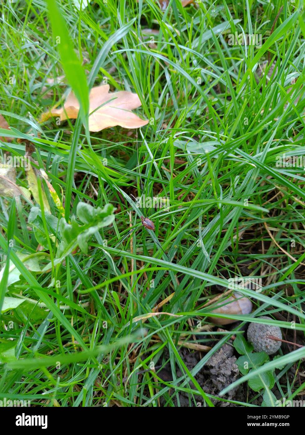 Eastern Harvestman (Leiobunum vittatum Stock Photo - Alamy