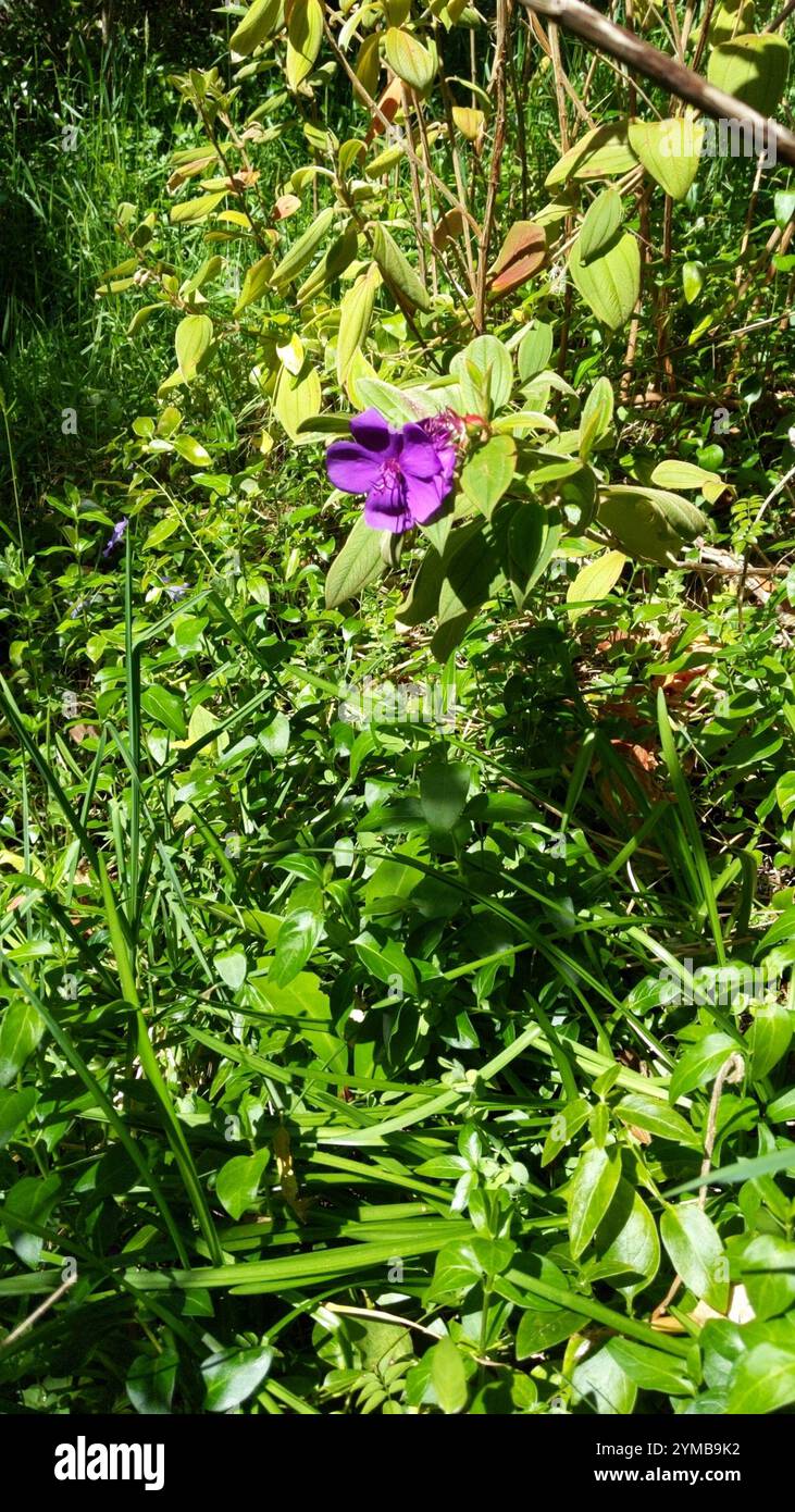 Glory bush (Pleroma urvilleanum Stock Photo - Alamy