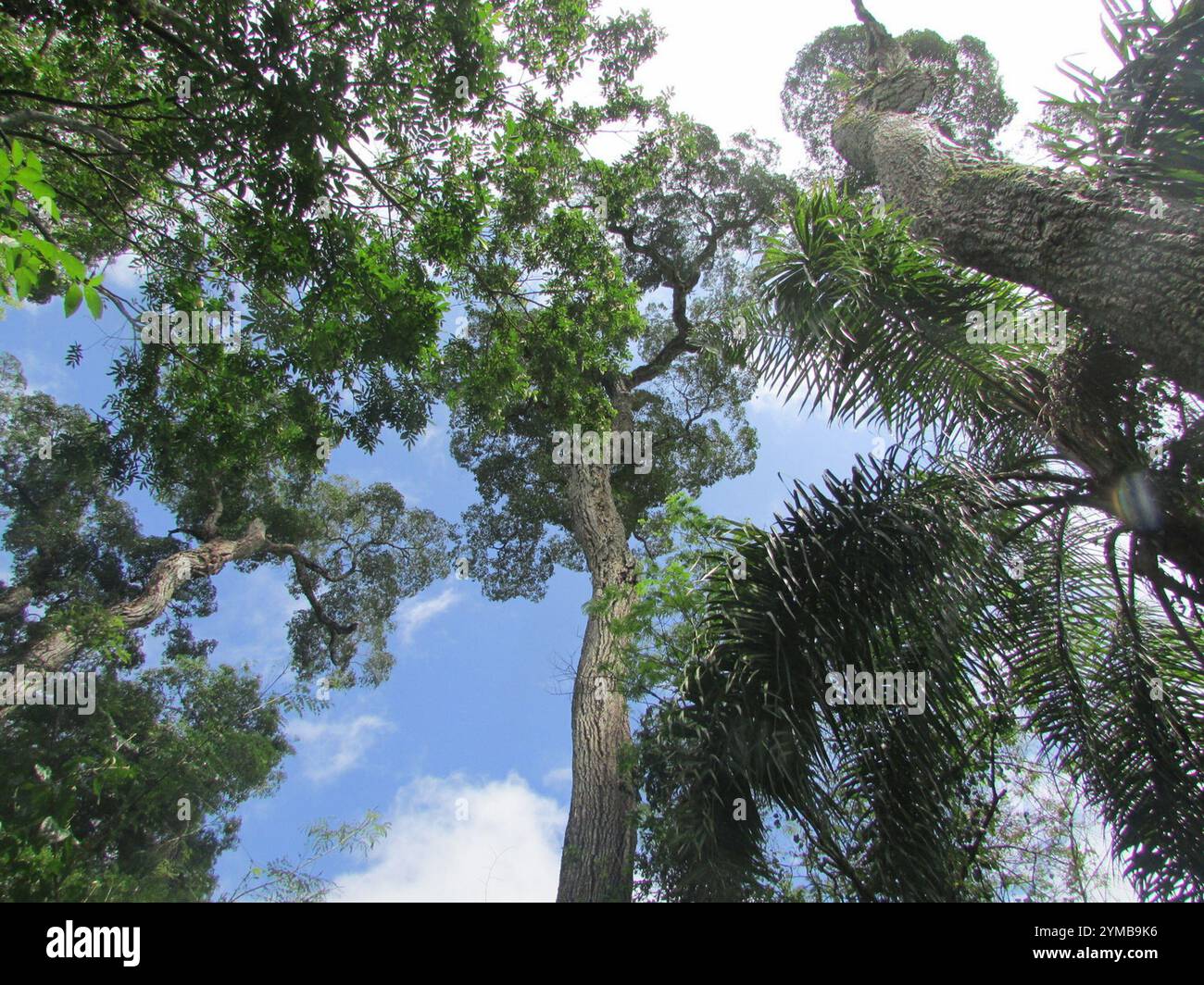 Aspidosperma peroba hi-res stock photography and images - Alamy