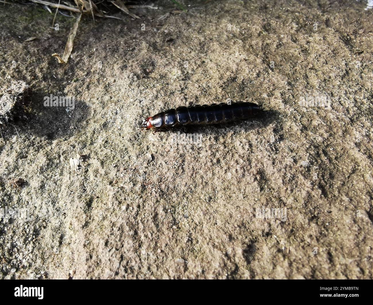Violet ground beetle (Carabus violaceus Stock Photo - Alamy