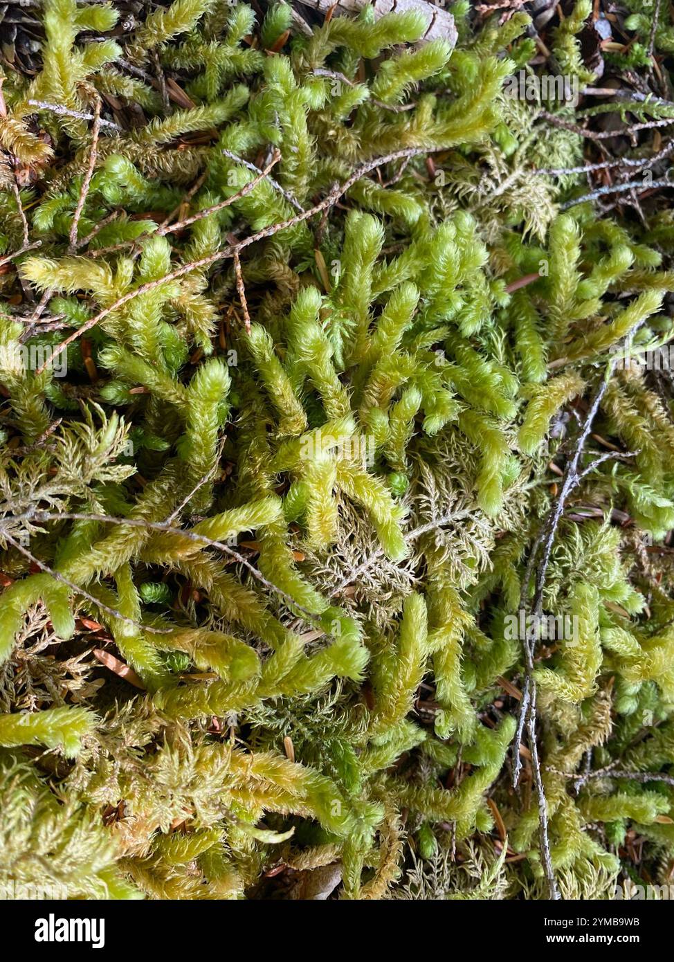 Pipecleaner Moss (Rhytidiopsis robusta Stock Photo - Alamy
