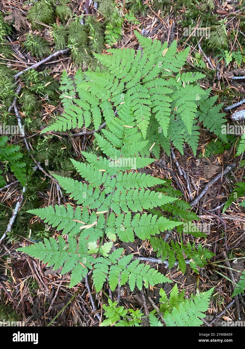 wood ferns (Dryopteris Stock Photo - Alamy