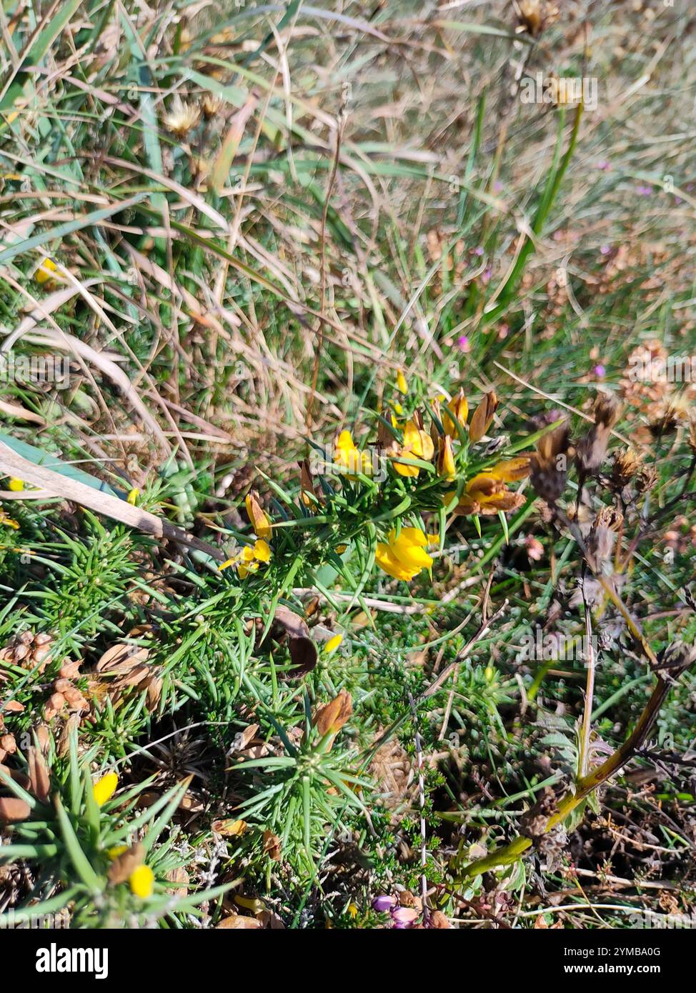 Western Gorse (Ulex gallii Stock Photo - Alamy