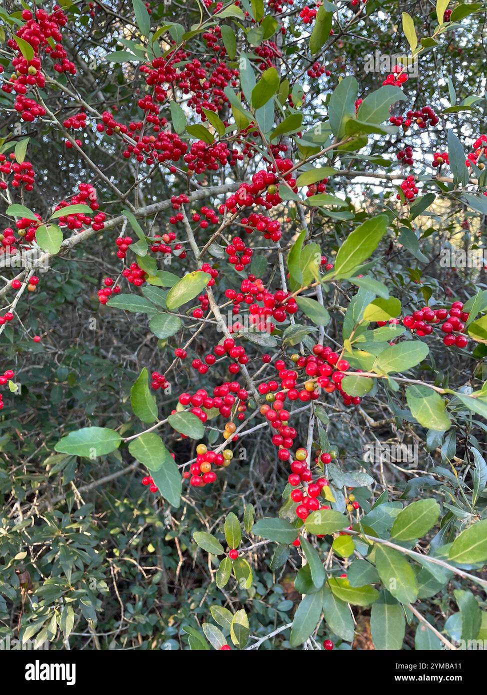 Yaupon Holly (Ilex vomitoria Stock Photo - Alamy