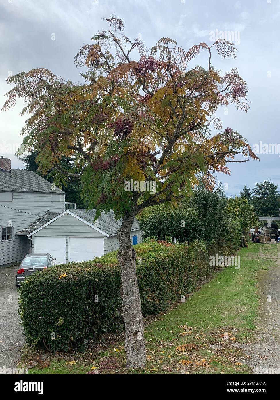 Japanese angelica tree (Aralia elata Stock Photo - Alamy