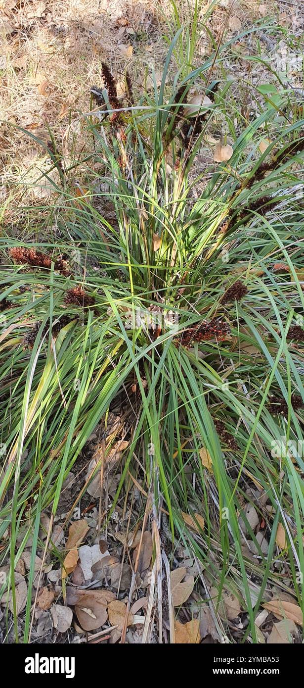 Red-berried Saw-sedge (Gahnia aspera Stock Photo - Alamy