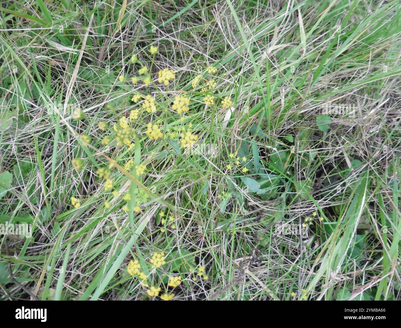 Sickle-leaved Hare's-ear (Bupleurum falcatum Stock Photo - Alamy
