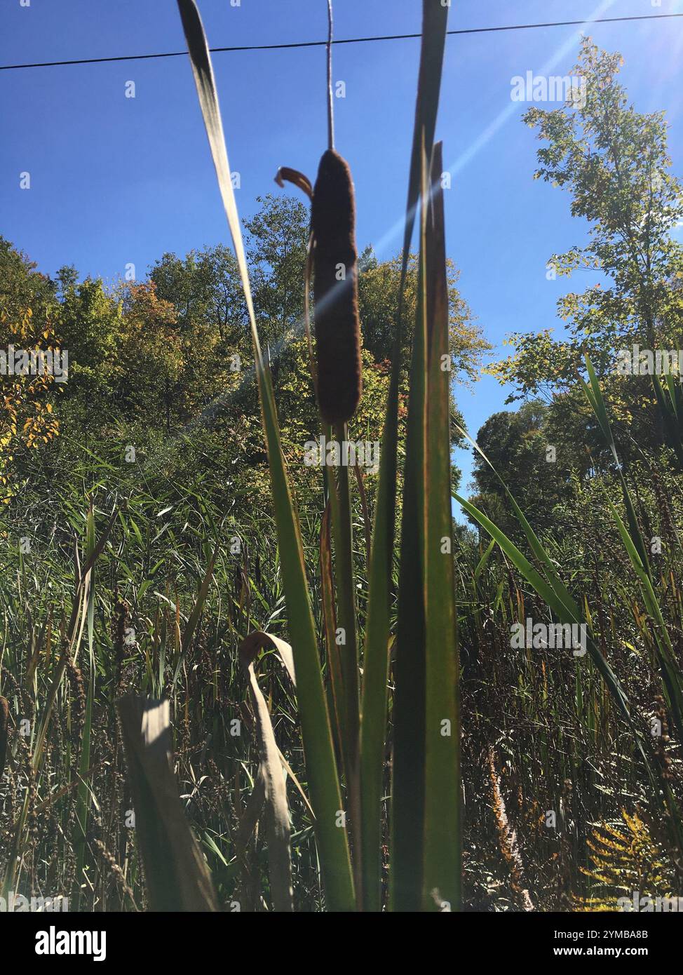 broadleaf cattail (Typha latifolia Stock Photo - Alamy
